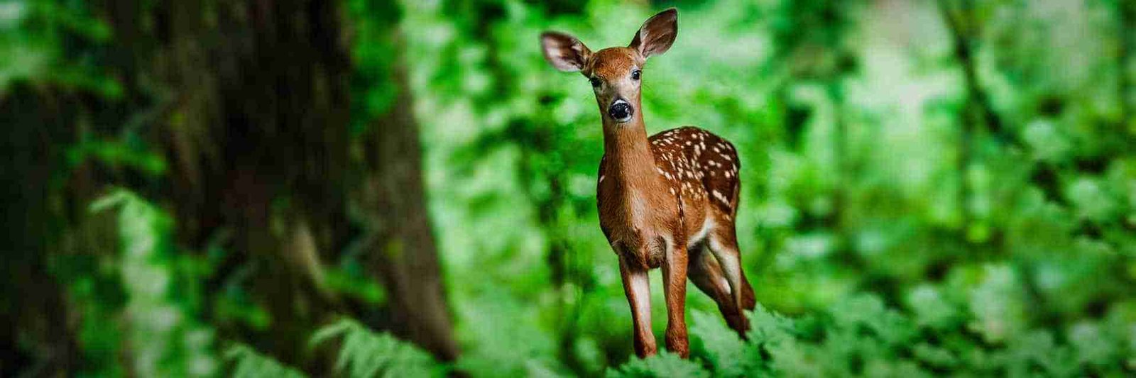 ¿Qué Animal Soy? - ¡Qué Belleza!